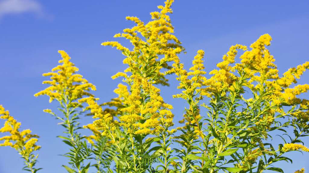 Invasive Tall Weeds With Yellow Flowers [What to Do] | SunCo